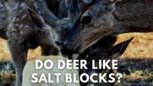 Deer Hunting Life - Deer Hunting Tips, Deer Feed, Deer Health, Deer ...