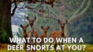What To Do When A Deer Snorts At You? - Deer Hunting Life