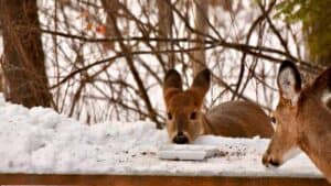 Can Deer Eat Chocolate? - Deer Hunting Life