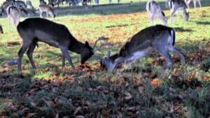 Deer Food Plots: A Comprehensive Guide For Wildlife Enthusiasts - Deer ...